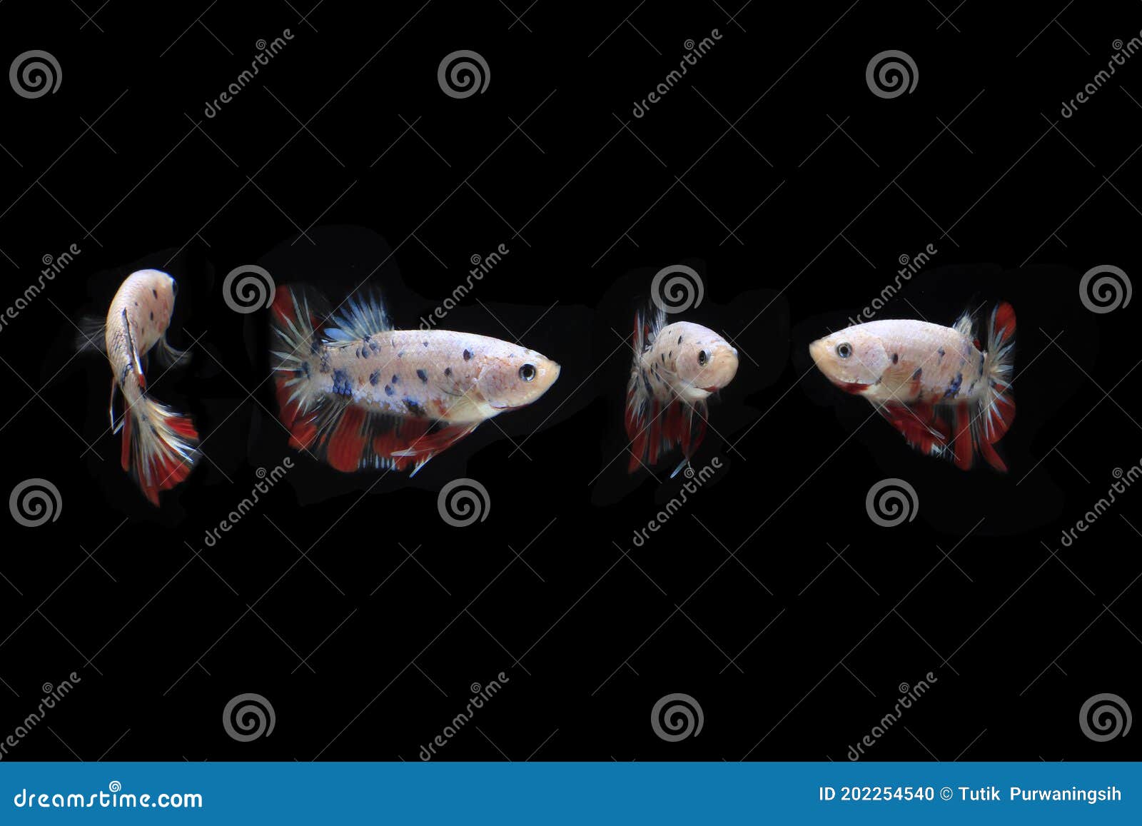 Collage Small Beautiful Candy Betta Fish, at Black Background Stock ...