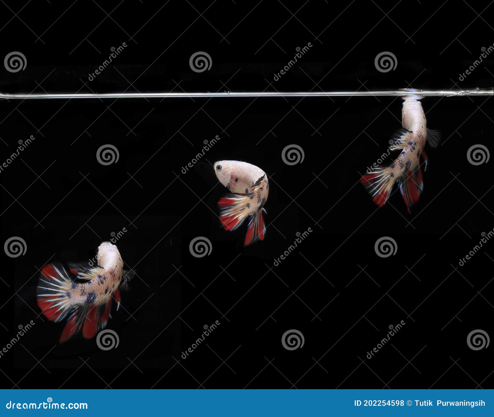 Collage Small Beautiful Candy Betta Fish, at Black Background Stock ...