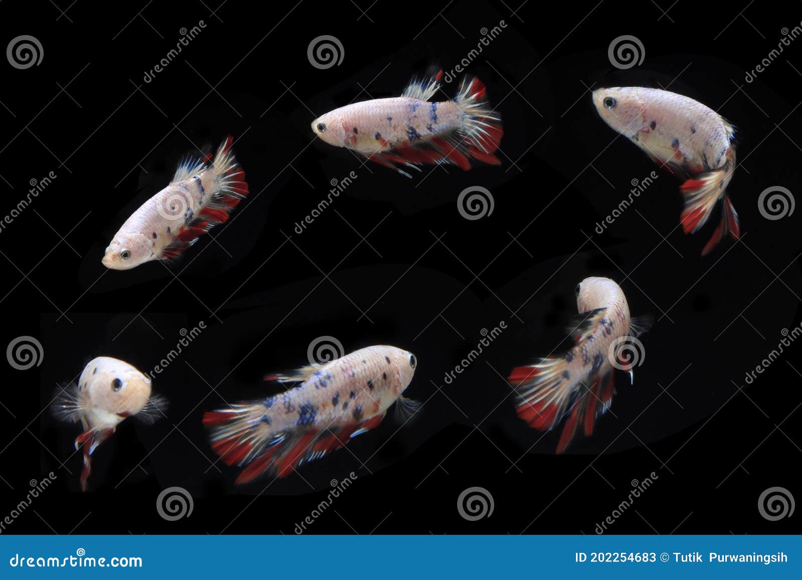 Collage Small Beautiful Candy Betta Fish, at Black Background Stock ...
