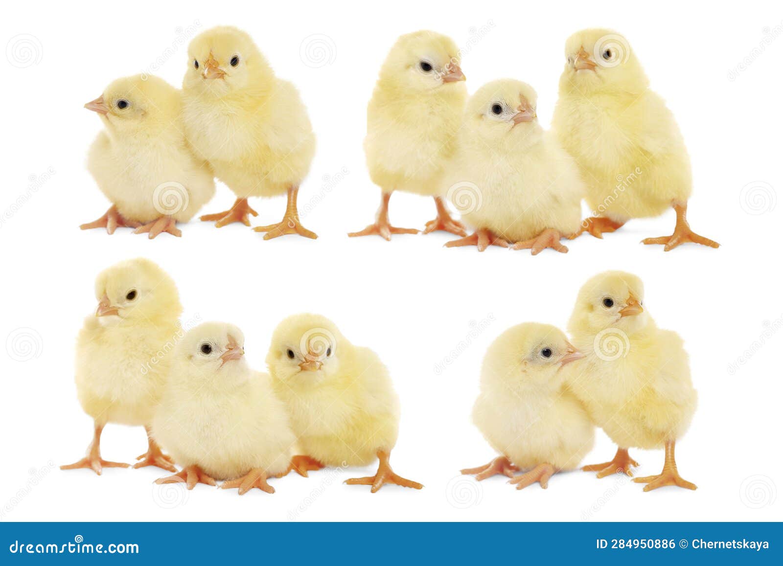 Collage with Small Cute Baby Chickens Isolated on White Stock Photo ...