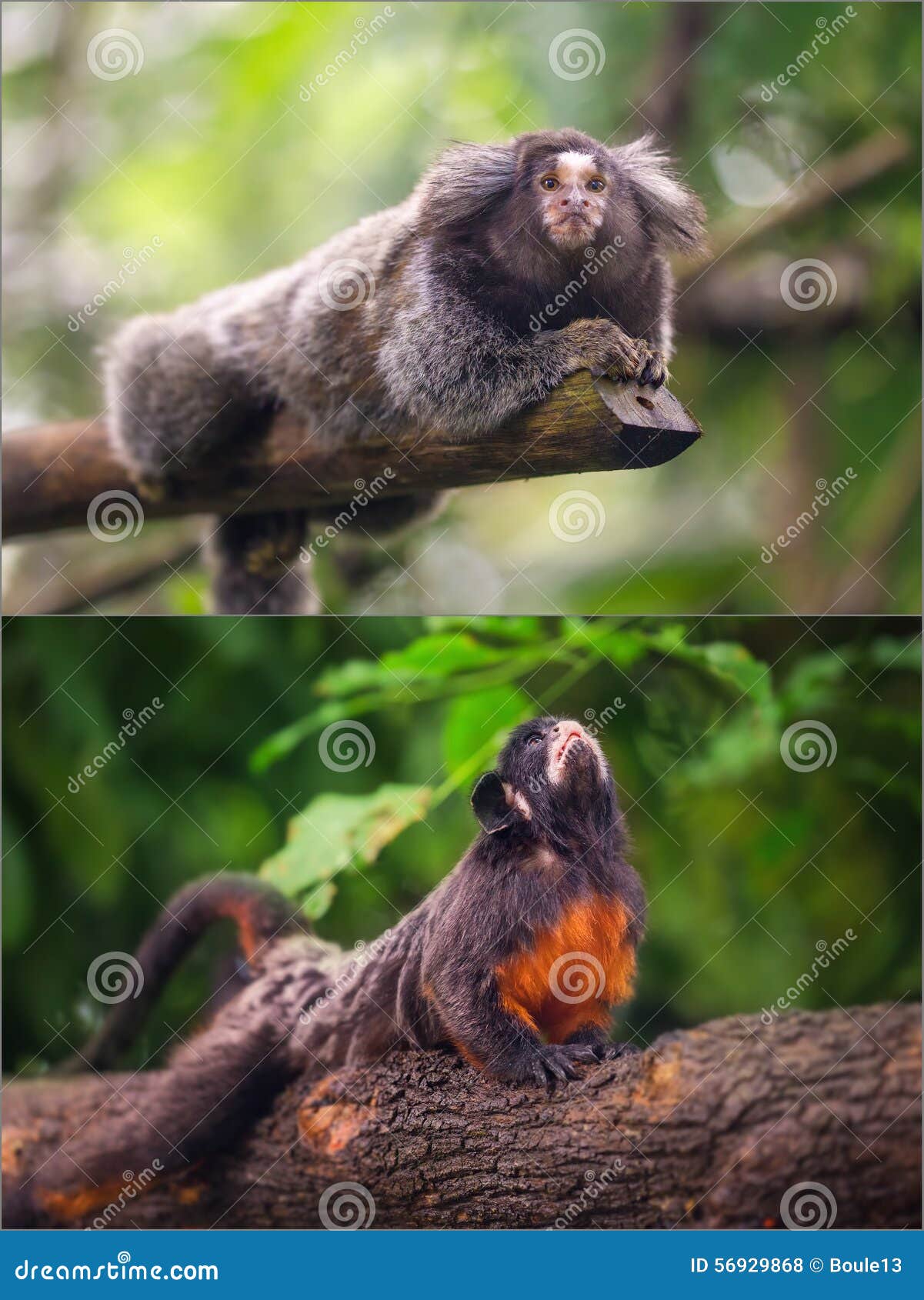 Collage of Small Monkeys Sitting on a Tree. Stock Photo - Image of ...