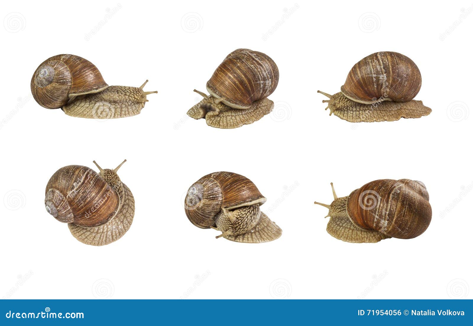 A Collage of Snails in Different Poses on White Background Stock Photo ...