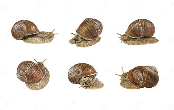 A Collage of Snails in Different Poses on White Background Stock Photo ...