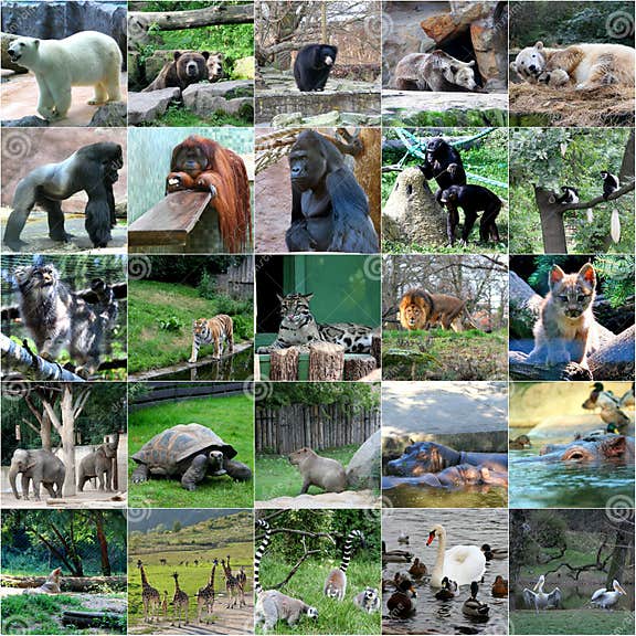 Collage of Some Wild Animals Stock Photo - Image of chimpanzee ...