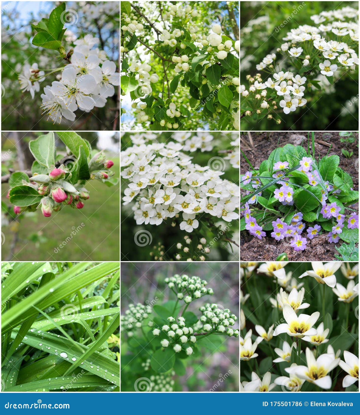 Collage of spring flowers stock photo. Image of spring - 175501786