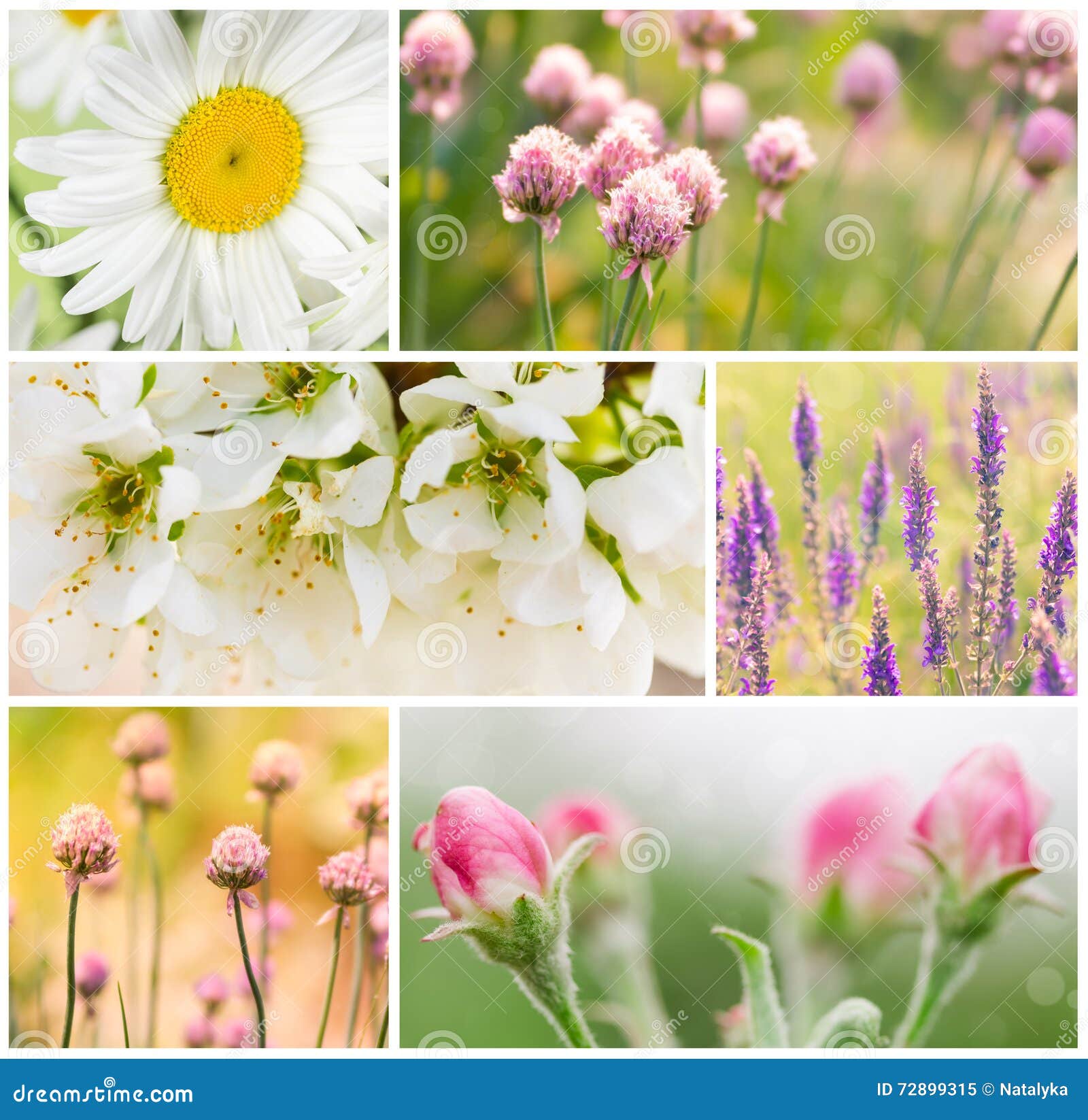 Collage of spring flowers stock image. Image of macro - 72899315