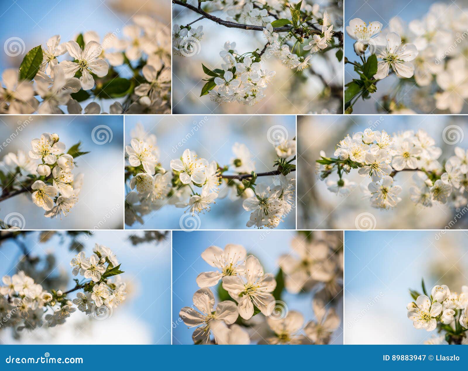 Collage of Spring Flowers. Collection of Blooming Tree in Garden ...