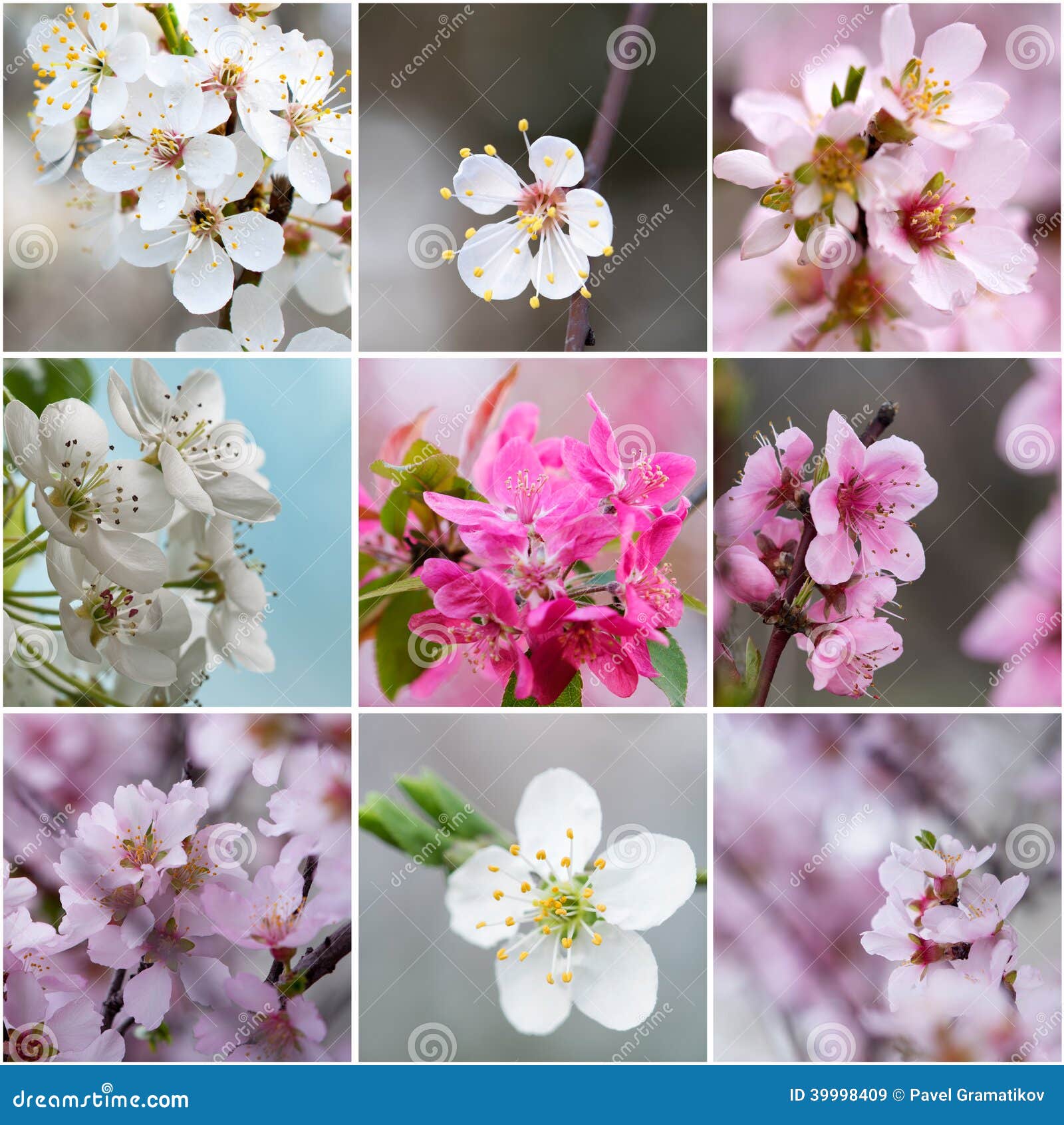 Collage with Spring Flowers Stock Image - Image of green, floral: 39998409