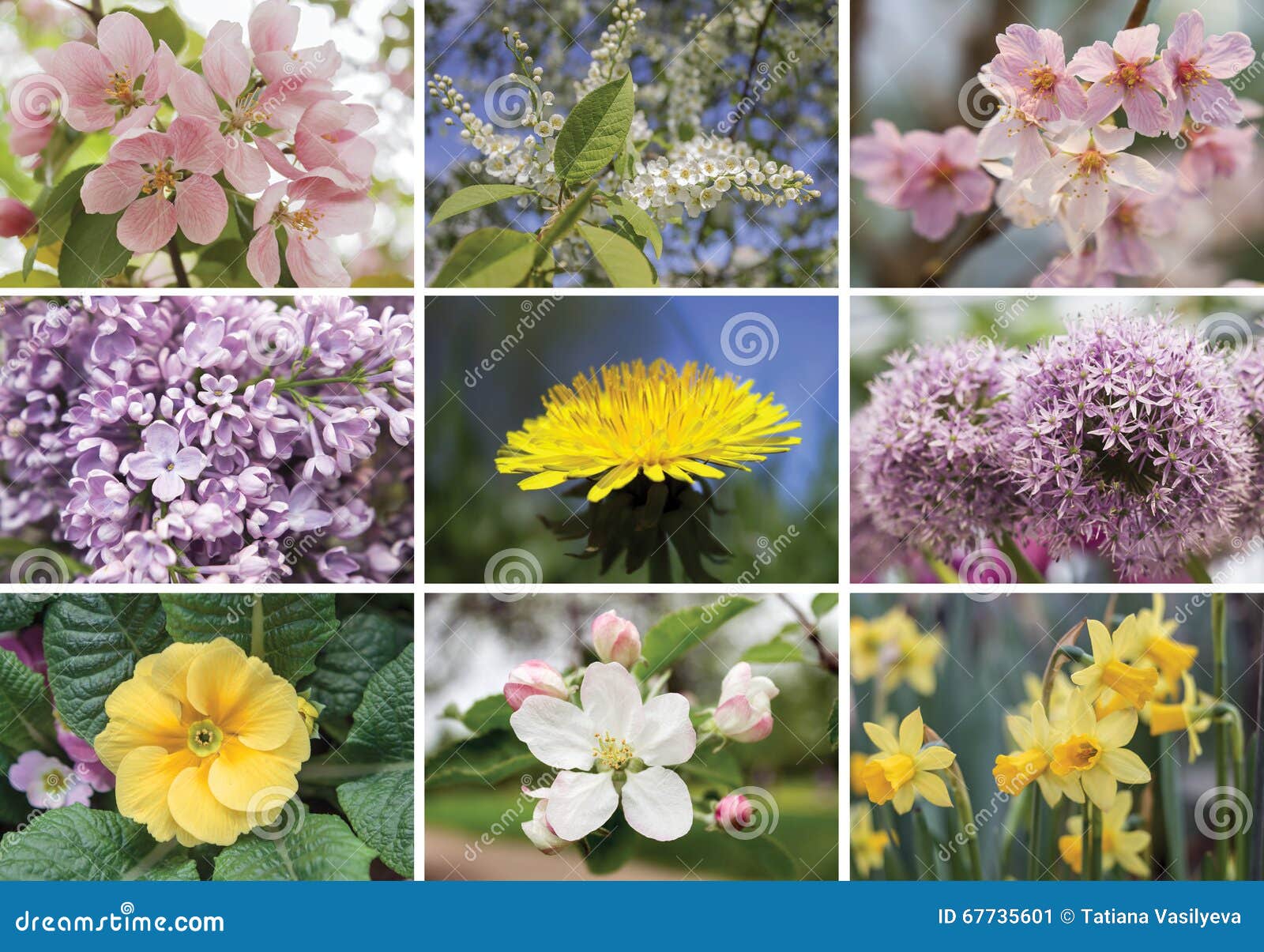 Collage of spring flowers stock image. Image of light - 67735601