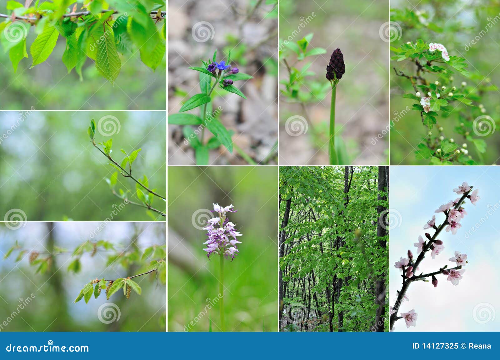 Collage-spring in forest stock image. Image of clouds - 14127325