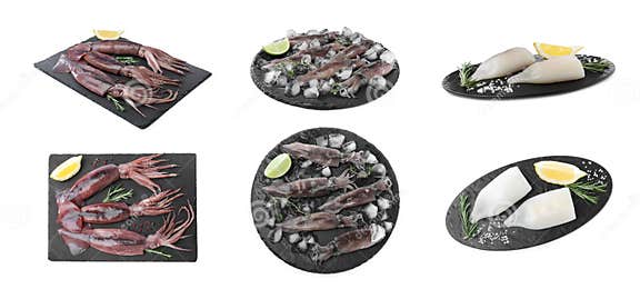 Collage with Squids on White Background, Top and Side Views Stock Photo ...