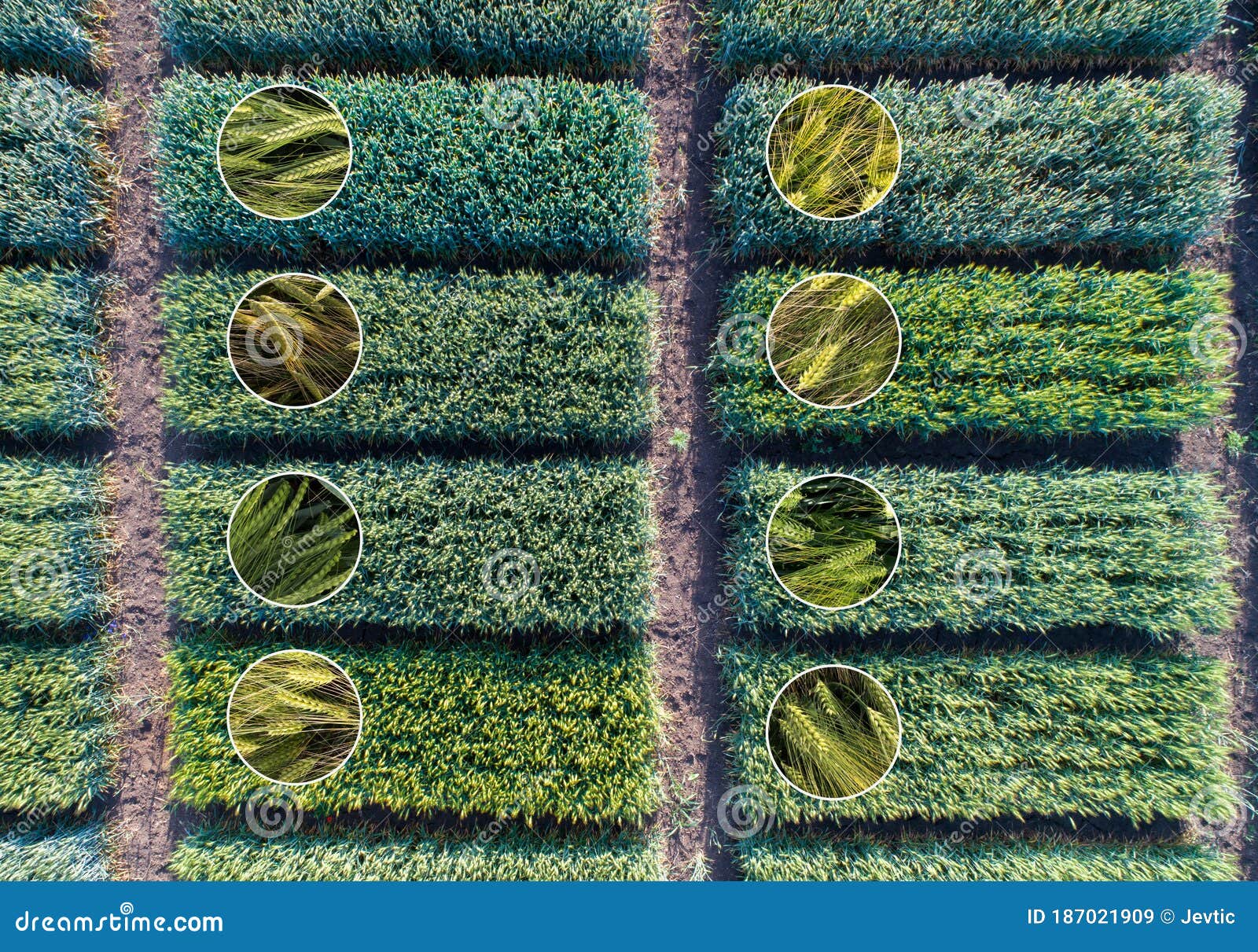 Collage of Test Plots and Close Ups of Barley Samples Stock Image ...