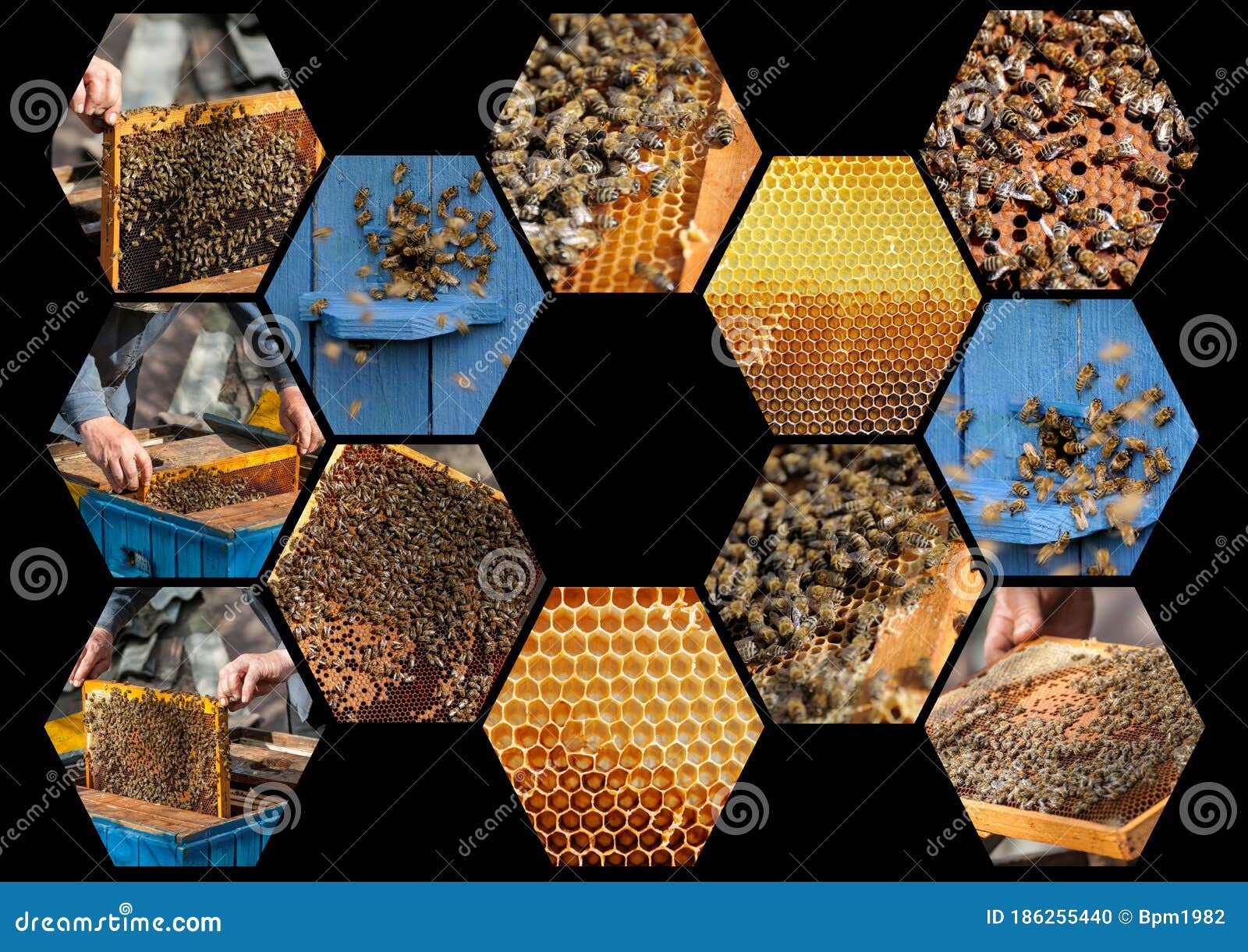 Collage on the Theme of Beekeeping Stock Photo - Image of apiculture ...