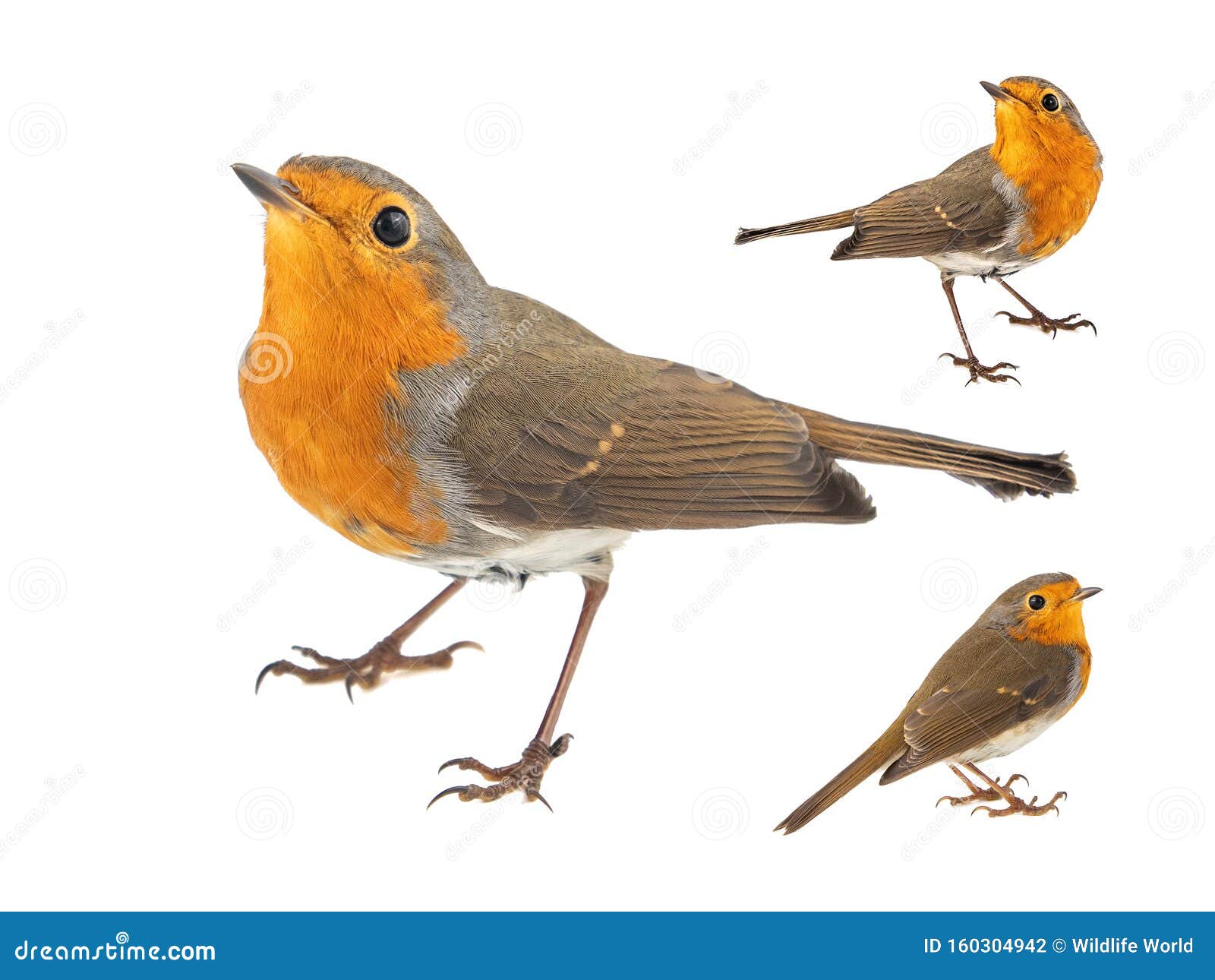 Collage of Three European Robin, Erithacus Rubecula, Isolated on a ...