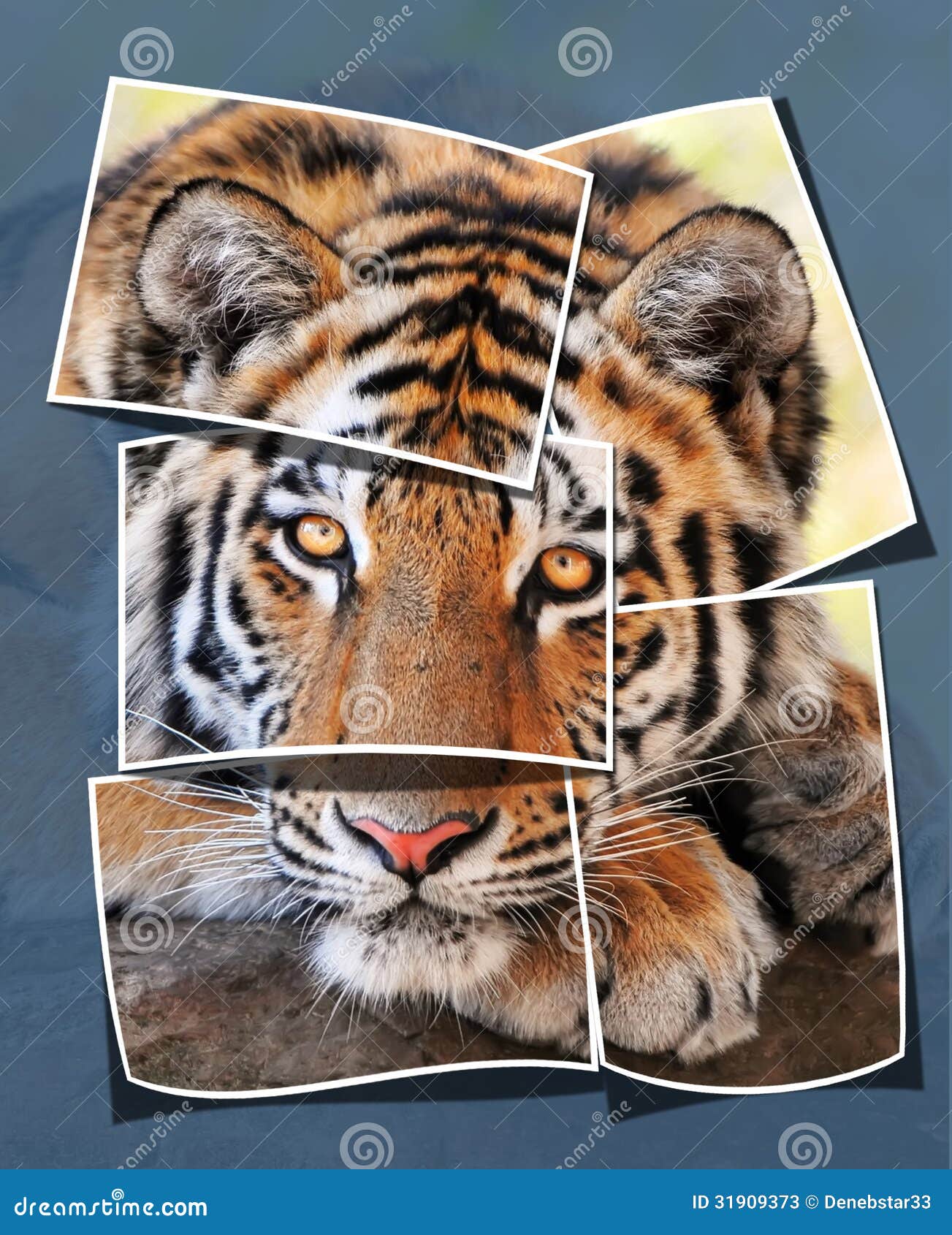 Collage tiger stock illustration. Illustration of whiskers - 31909373