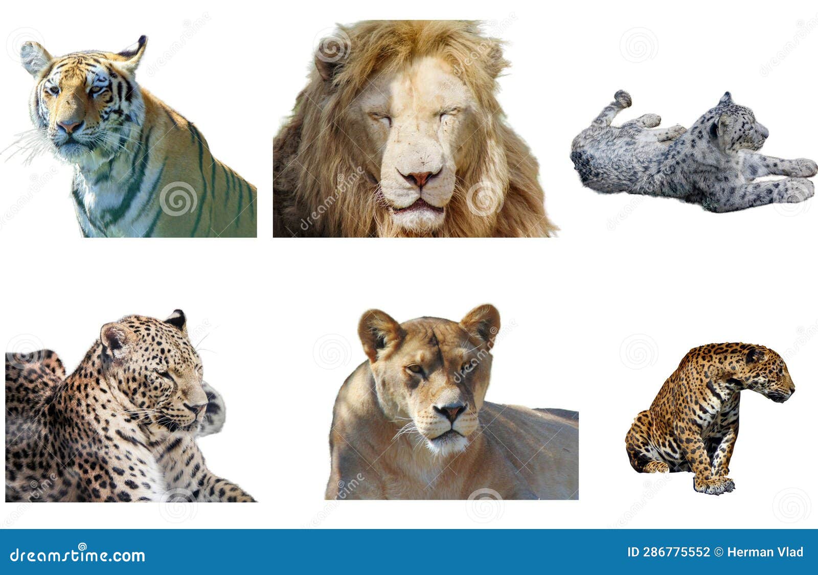 Collage with Tiger, Lion, Snow Leopard, Leopard, Lioness and Jaguar ...