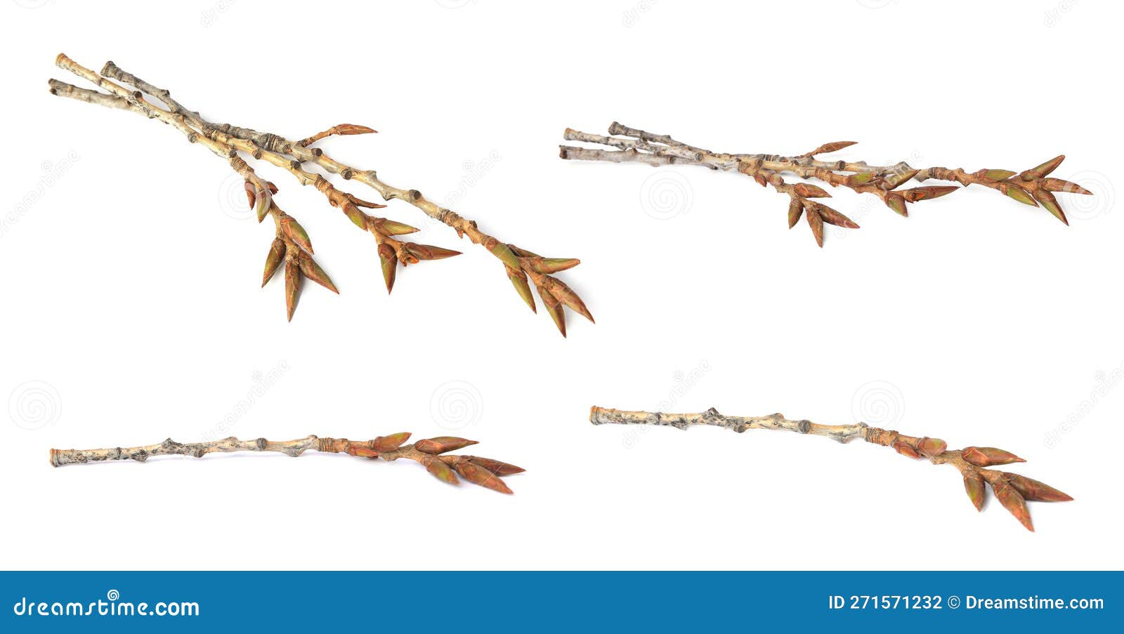 Collage of Tree Twigs with Buds on White Background Stock Photo - Image ...