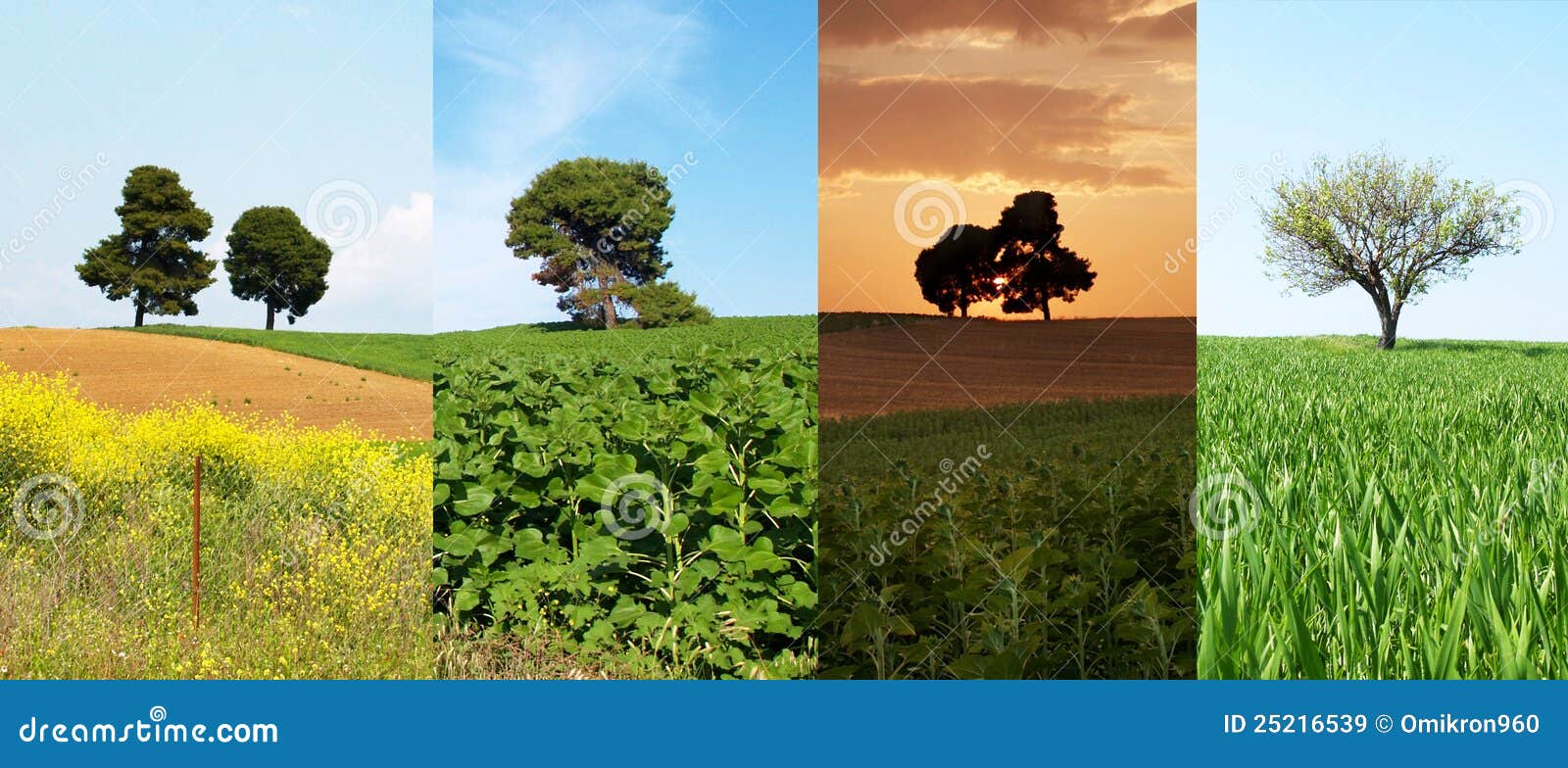 Collage of trees stock image. Image of four, meadow, tree - 25216539