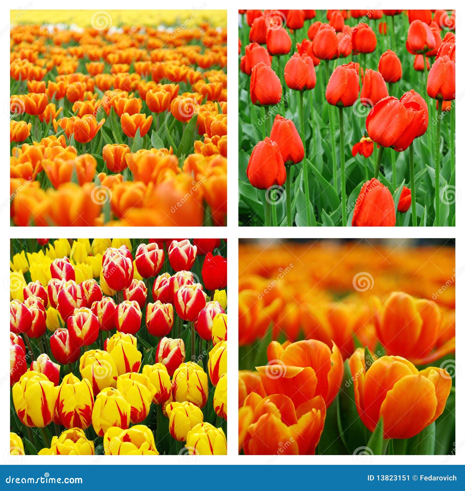 Collage of tulips stock image. Image of netherlands, flower - 13823151