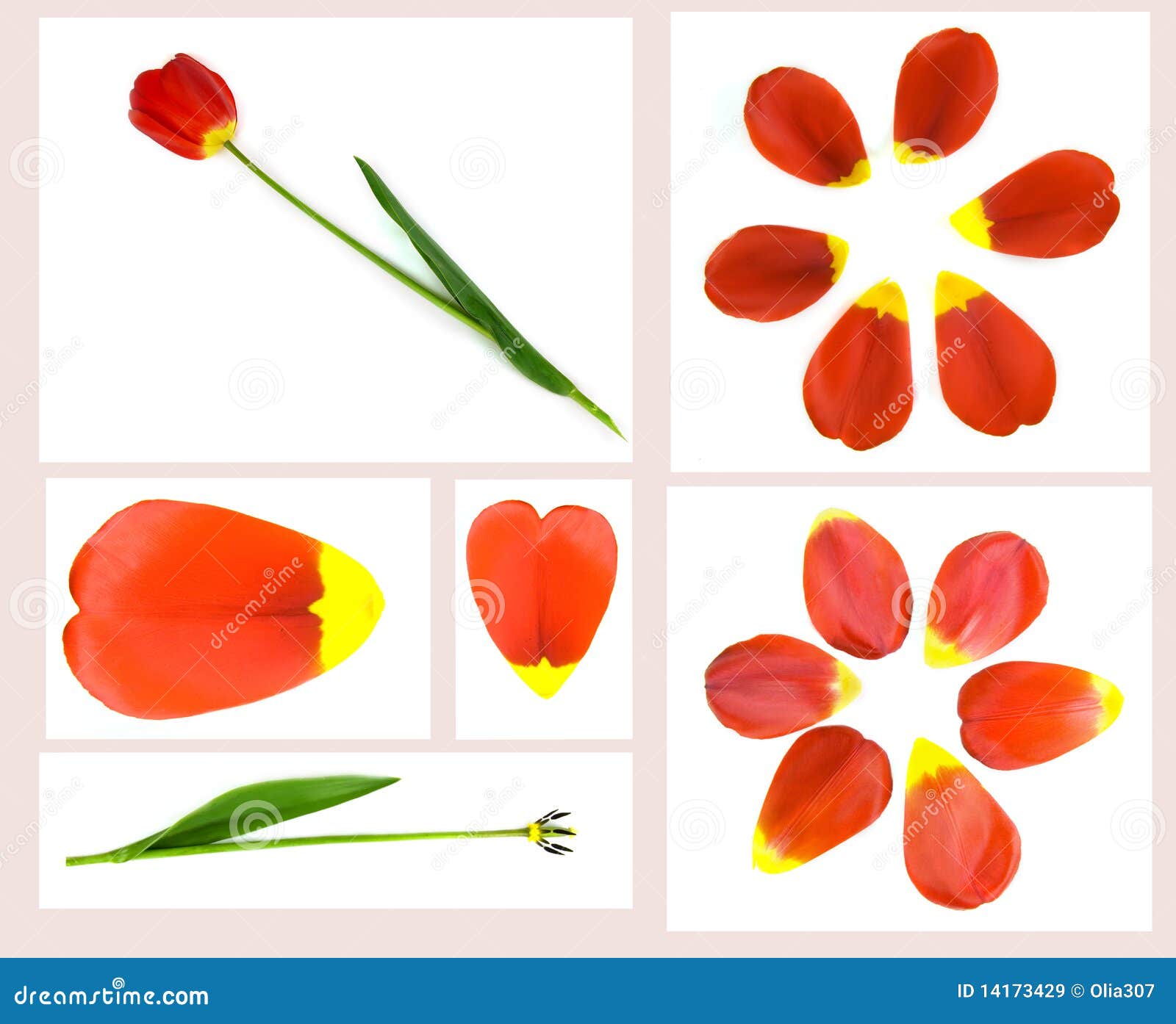 Collage from tulips stock image. Image of green, botany - 14173429
