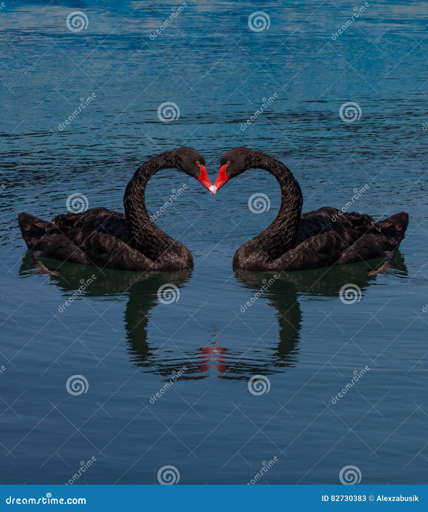 Collage Two Black Swans Making Heart Shape Stock Image - Image of ...