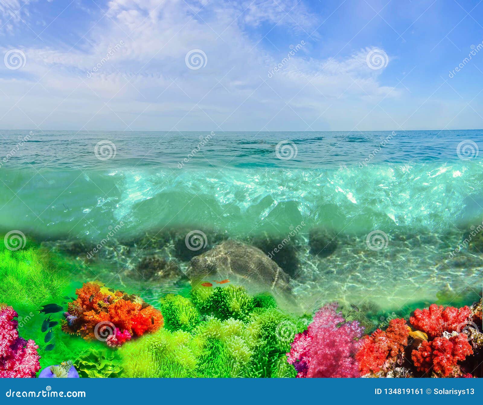 Collage of Underwater Coral Reef Stock Image - Image of reef, bottom ...