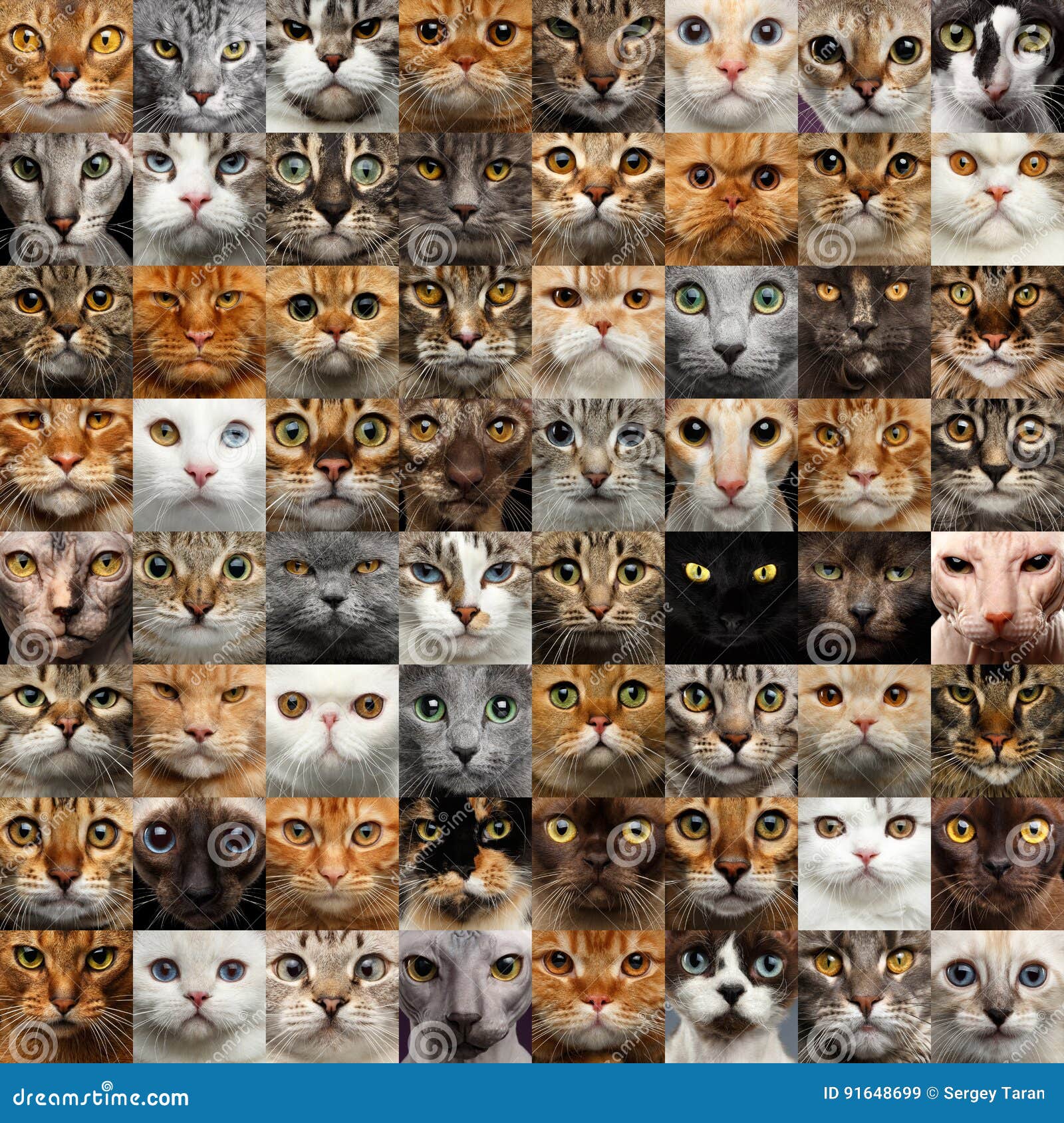 Collage van 64 Cat Faces stock afbeelding. Image of charmant - 91648699