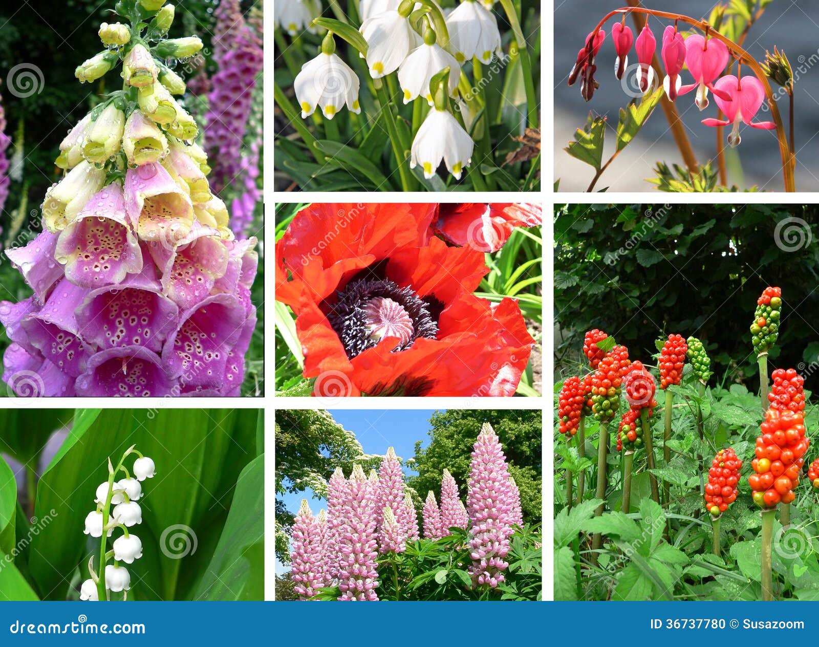 Collage Van Giftige Installaties in De Tuin Stock Foto - Image of ...