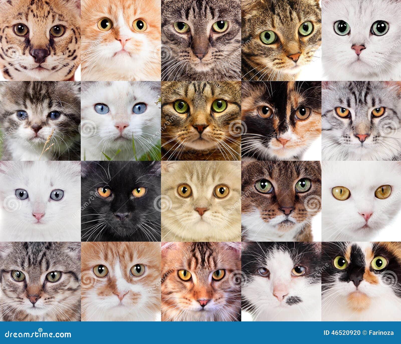 Collage Van Verschillende Leuke Katten Stock Foto - Image of ogen ...
