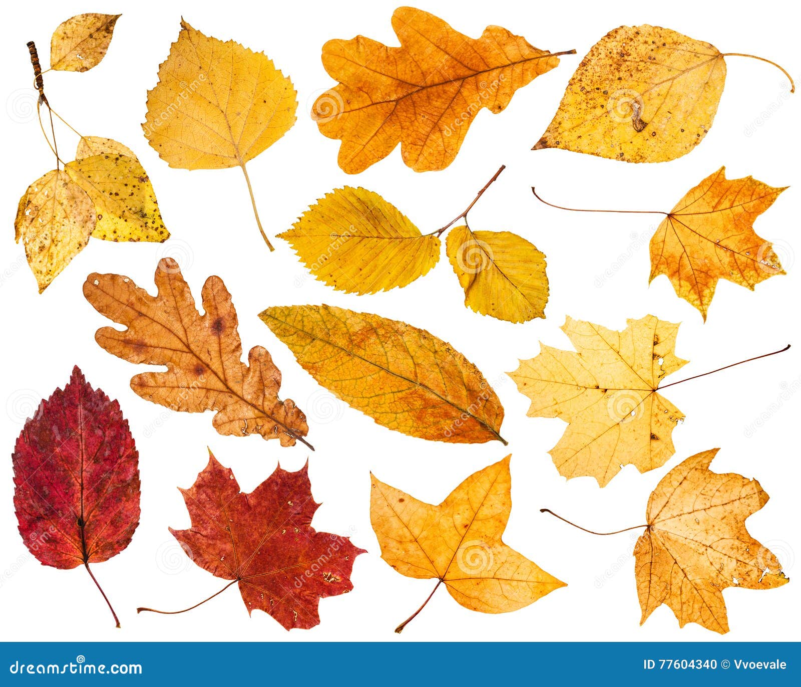 Collage from Various Autumn Leaves Isolated Stock Photo - Image of ...