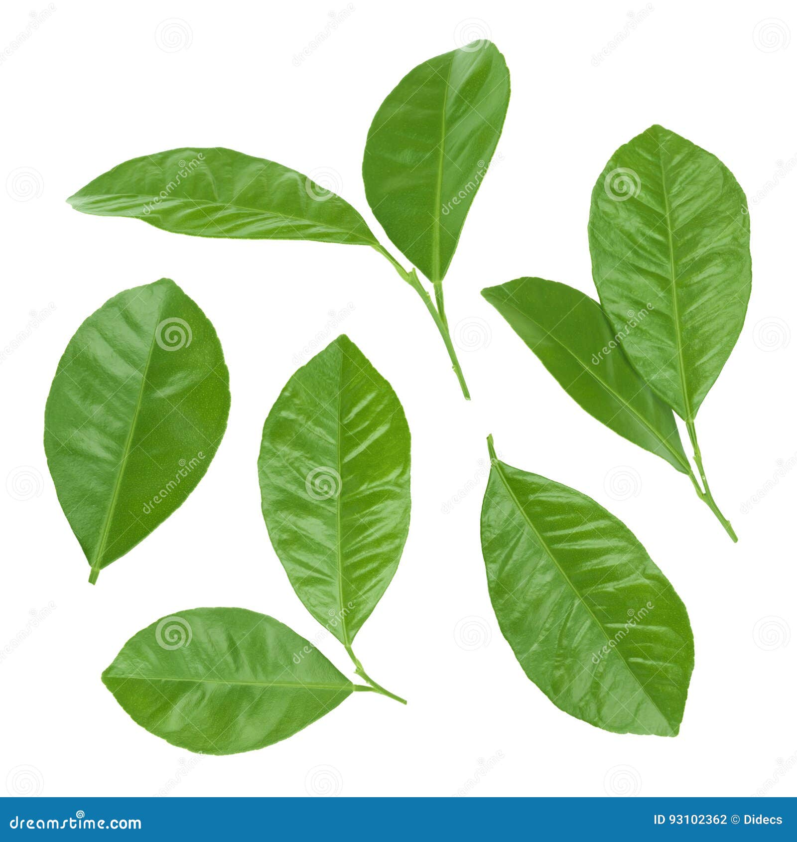 Citrus Leaves Isolated On A White Background. Top View Stock Image ...