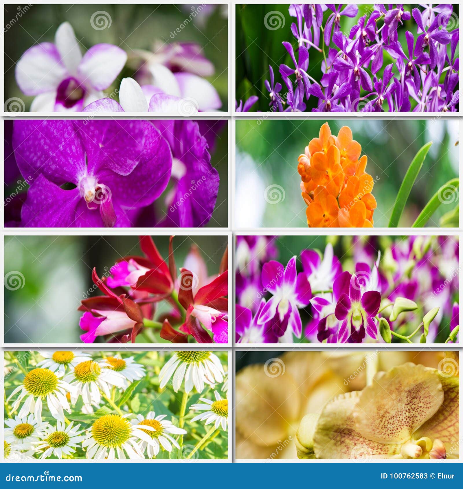 The Collage of Various Flowers in Nature Concept Stock Image - Image of ...