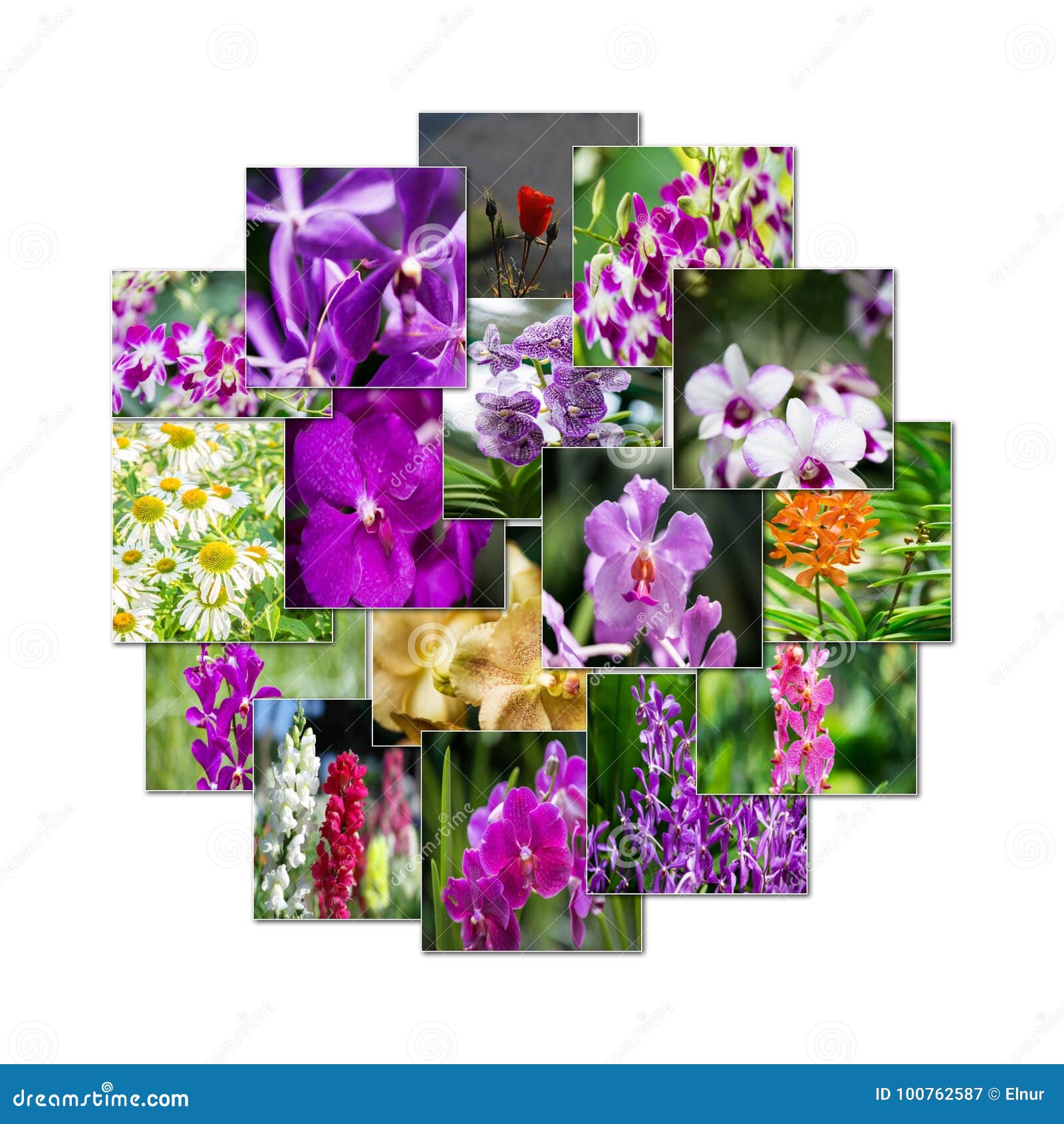 The Collage of Various Flowers in Nature Concept Stock Image - Image of ...