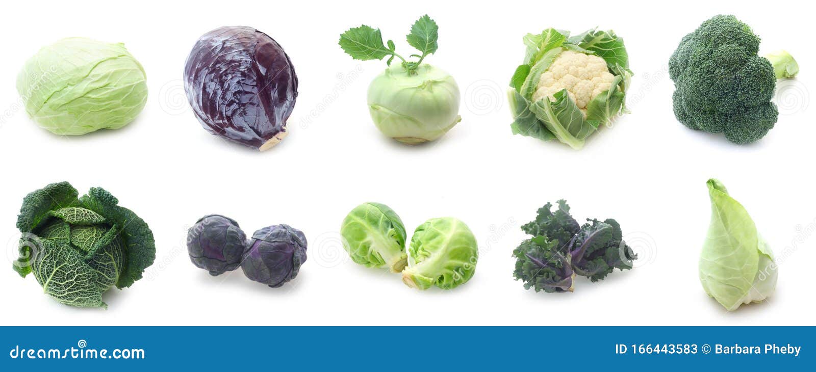 Cabbage Collection stock image. Image of sorts, brussel - 166443583