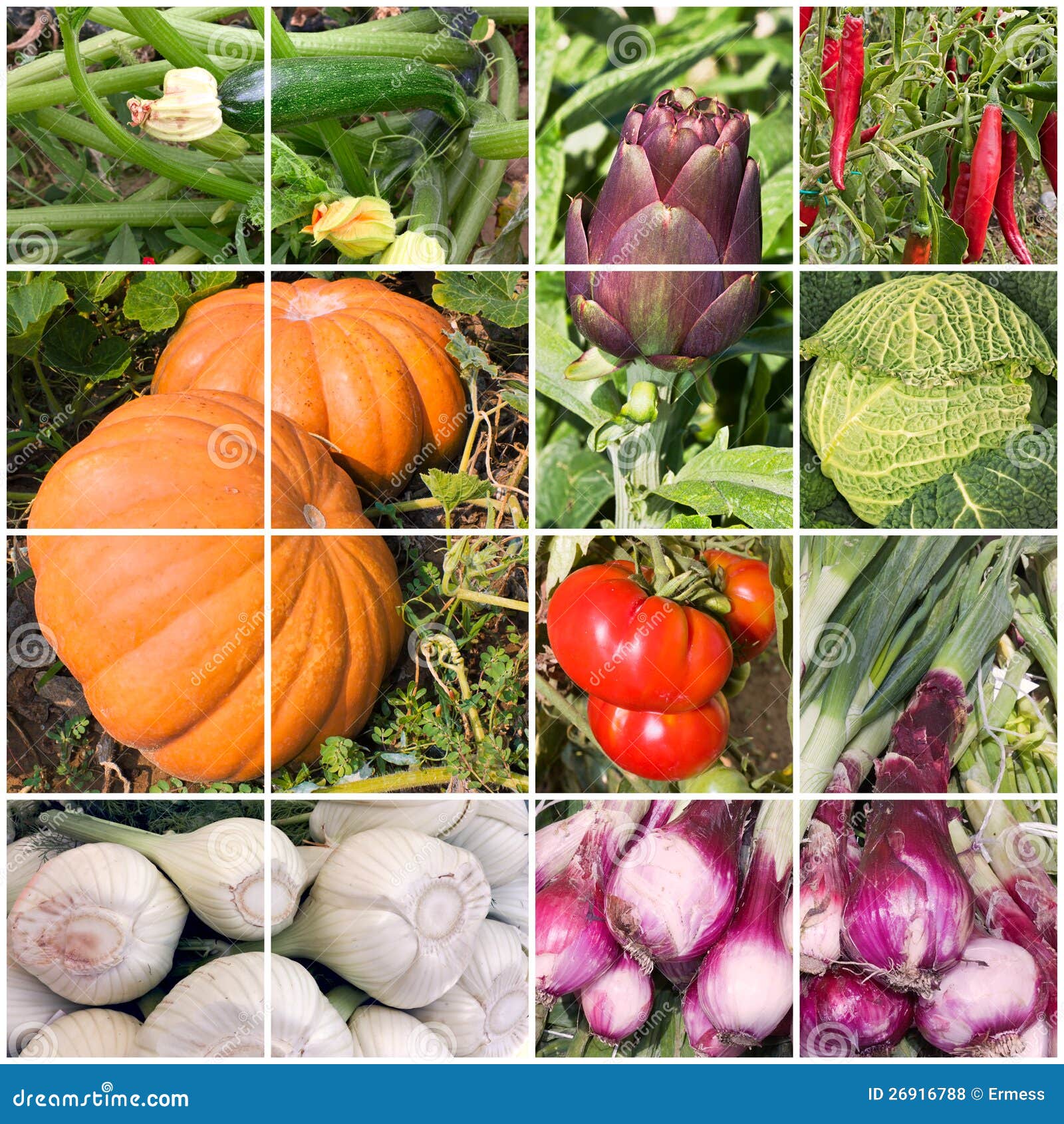 Collage of vegetables stock photo. Image of pumpkin, garden - 26916788