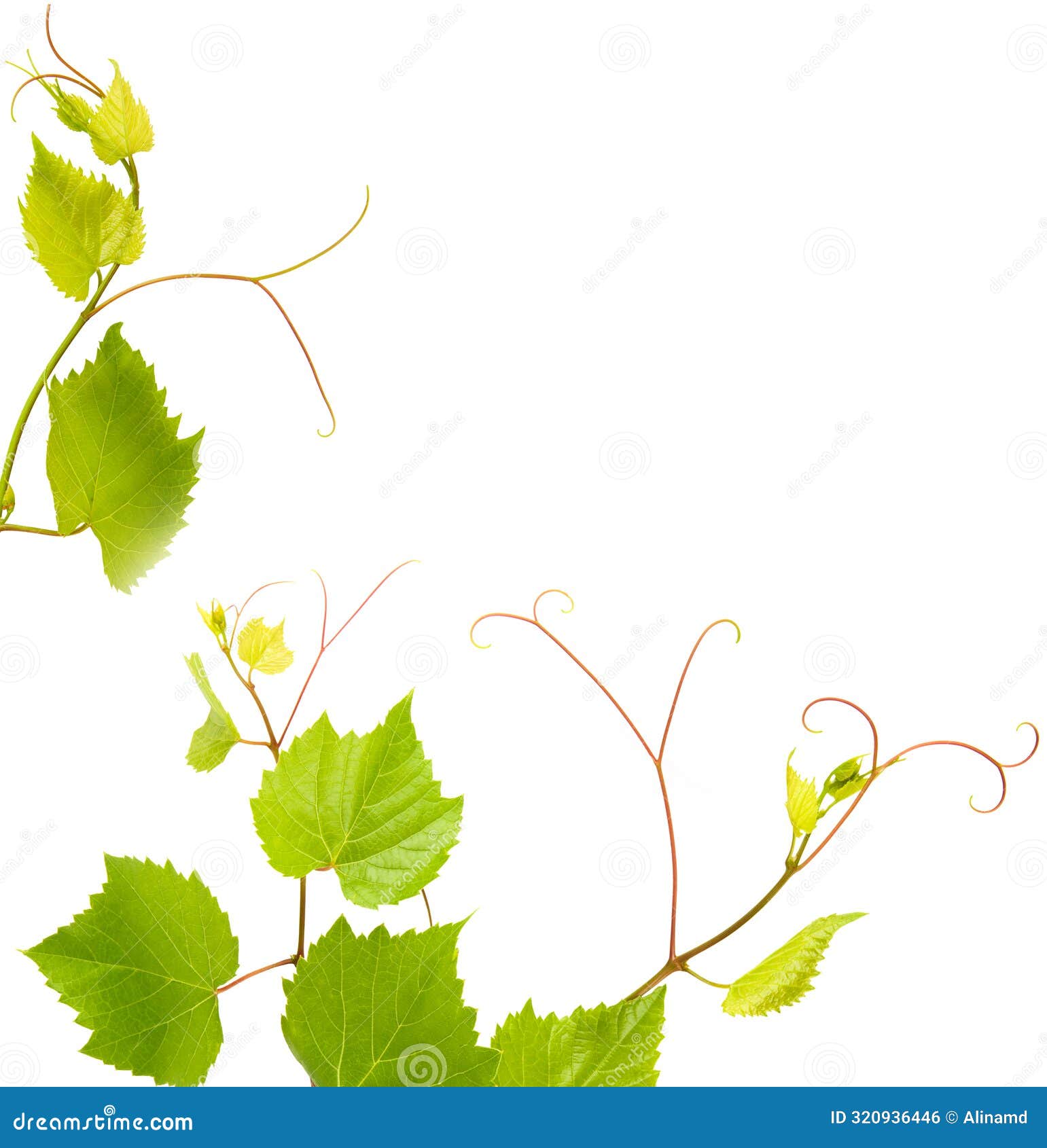 Collage of Vine Leaves on White Background. Free Space for Text Stock ...
