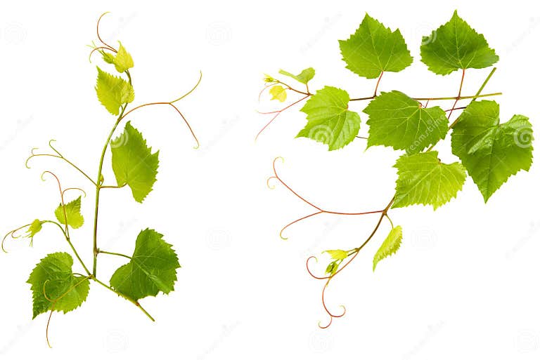 Collage of Vine Leaves on White. Pattern of Vine Leaves. Free Space for ...