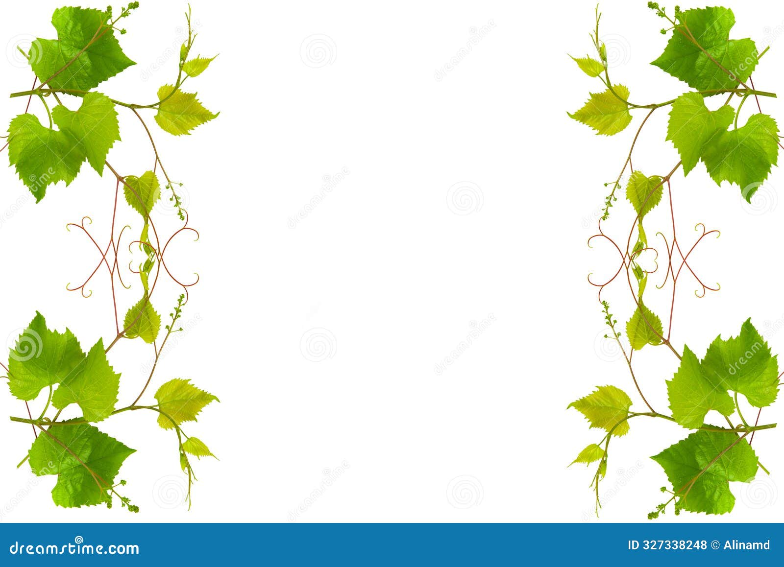 Collage of Vine Leaves on White. Pattern of Vine Leaves. Free Space for ...