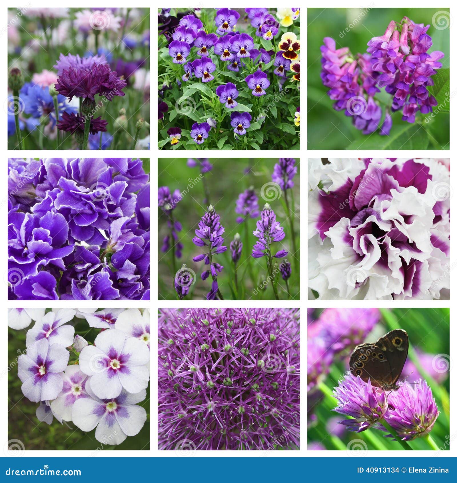Collage with Violet Flowers Stock Photo - Image of farm, growth: 40913134