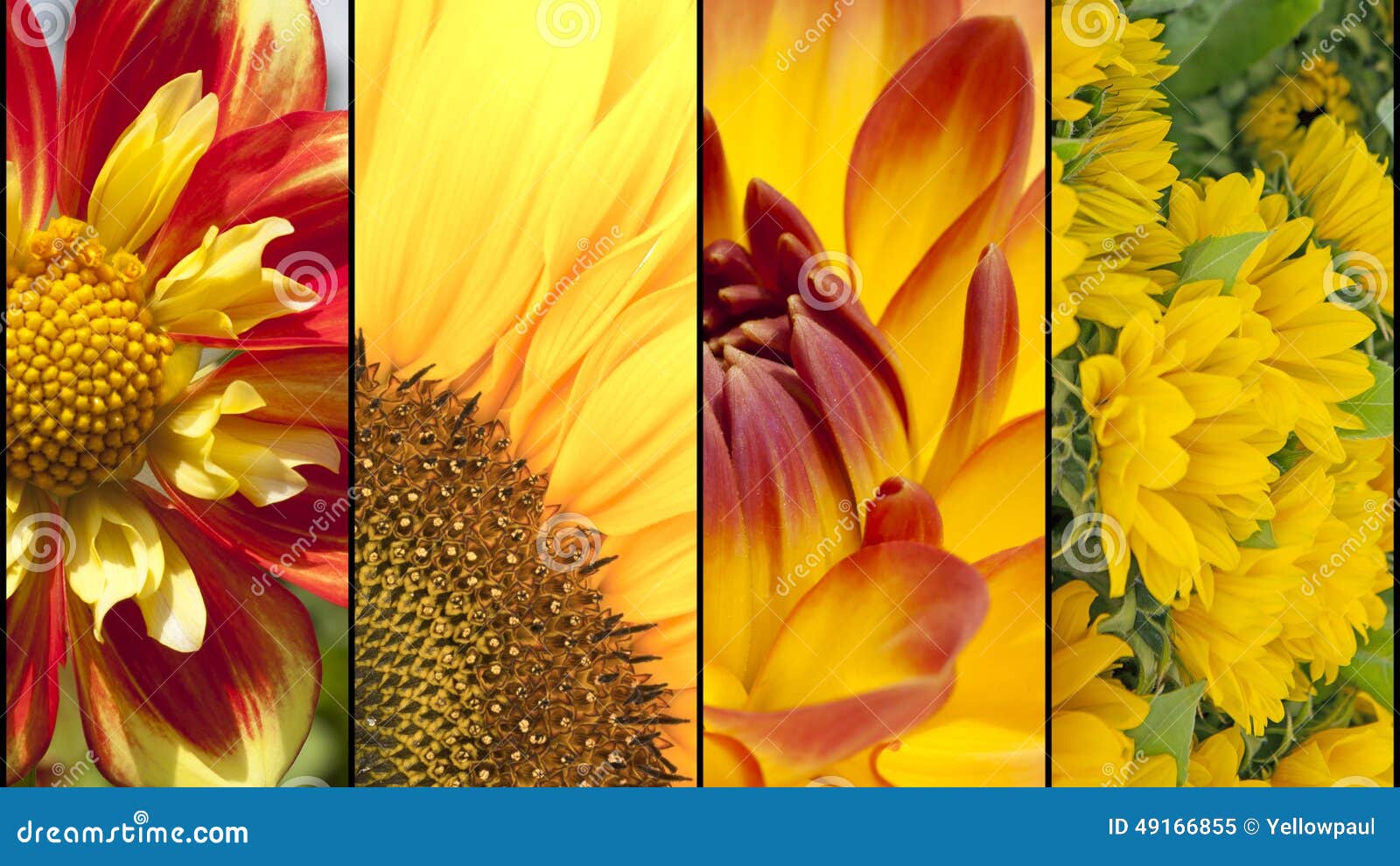 Collage Von Gelben Und Roten Blumen Stockbild - Bild von collage ...
