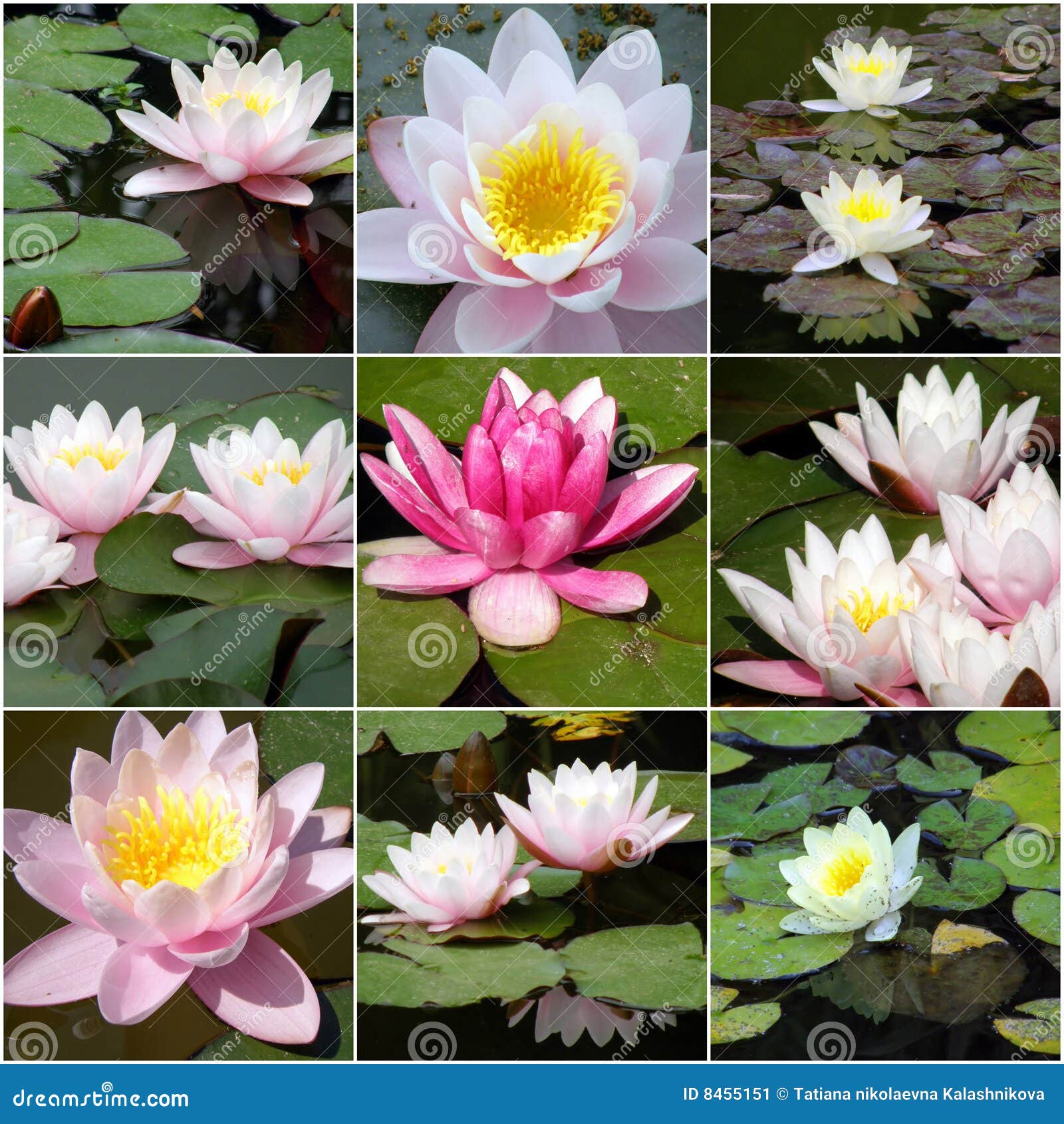 Collage of Water Lilies from Nine Photos Stock Image - Image of foliage ...