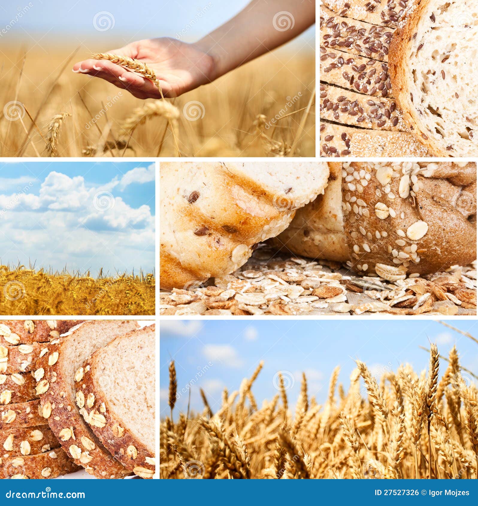 Collage wheat stock photo. Image of agricultural, loaf - 27527326
