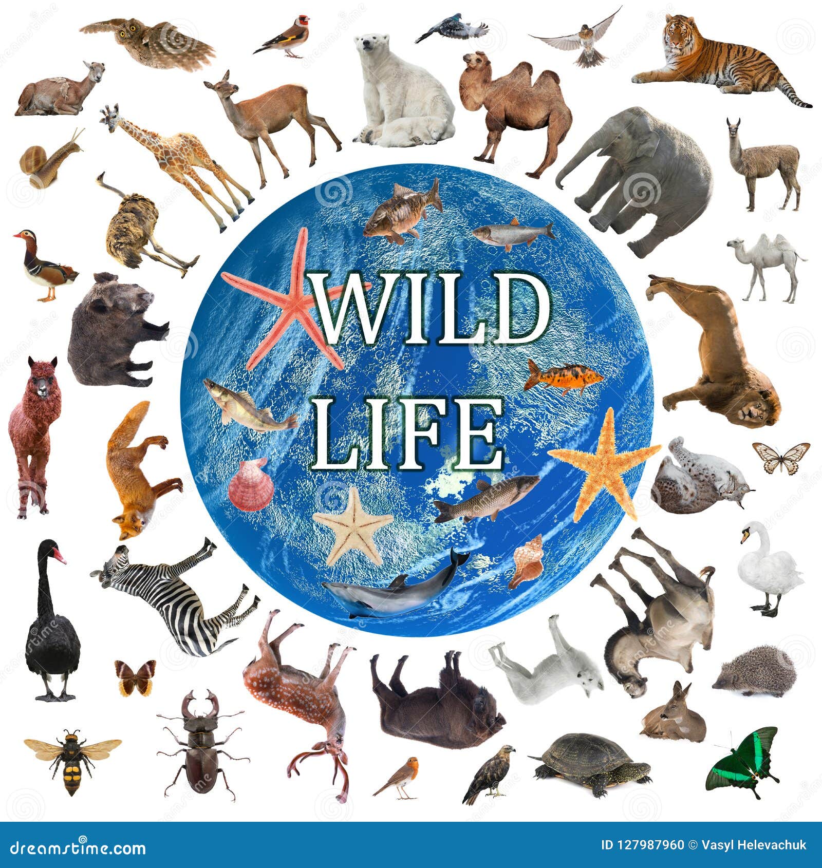 Collage of Wildlife Walking Around the World Stock Photo - Image of ...