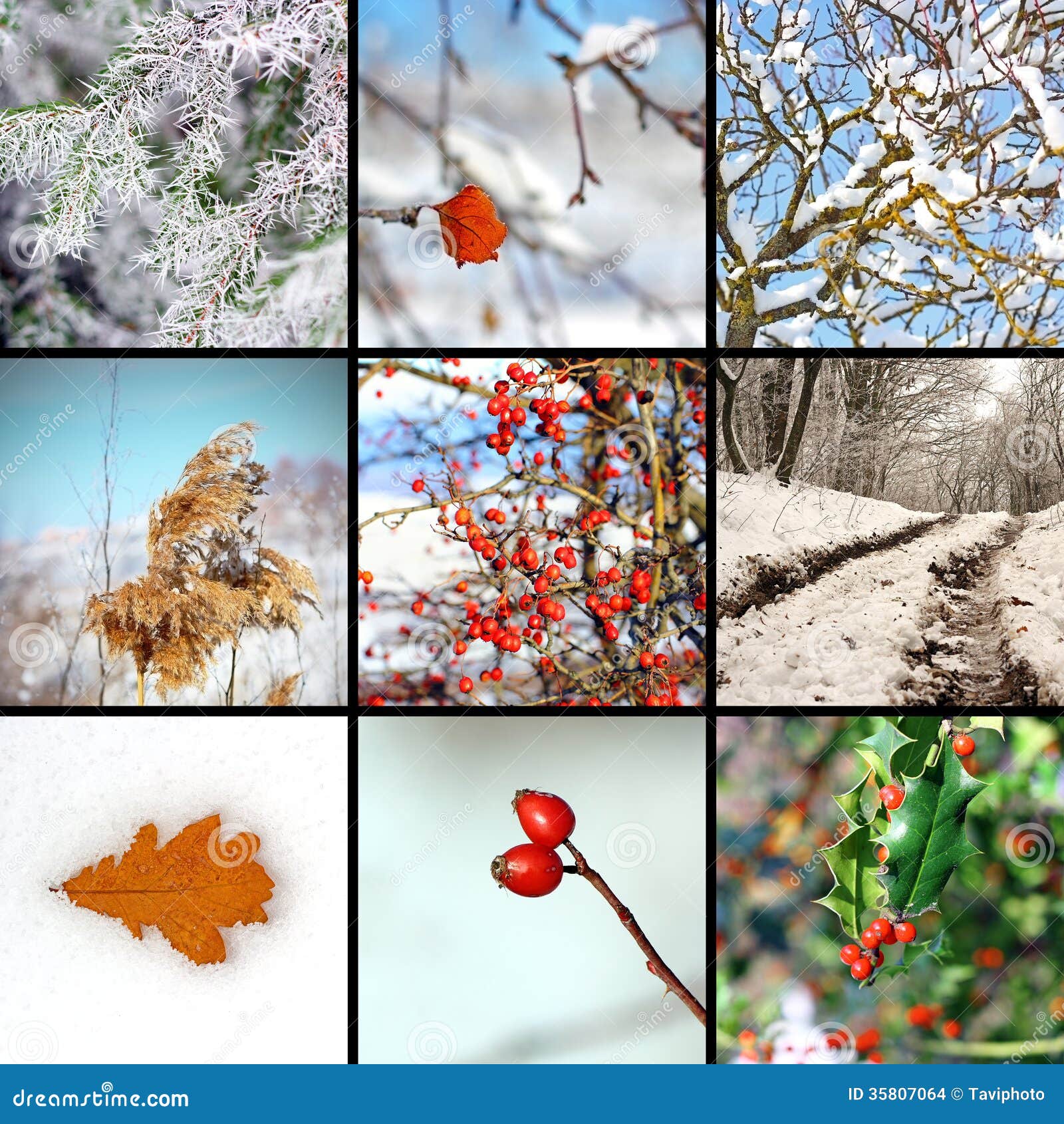 Collage with winter images stock photo. Image of holiday - 35807064