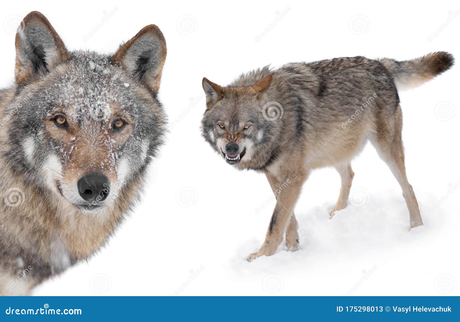Collage of Wolves in Winter Isolated on a White Stock Image - Image of ...