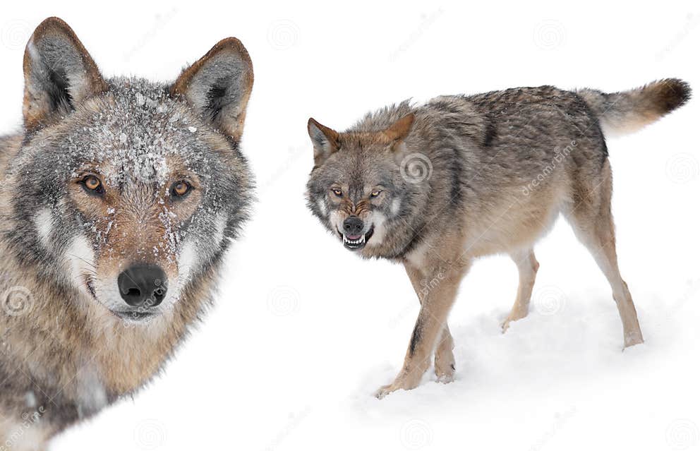 Collage of Wolves in Winter Isolated on a White Stock Image - Image of ...