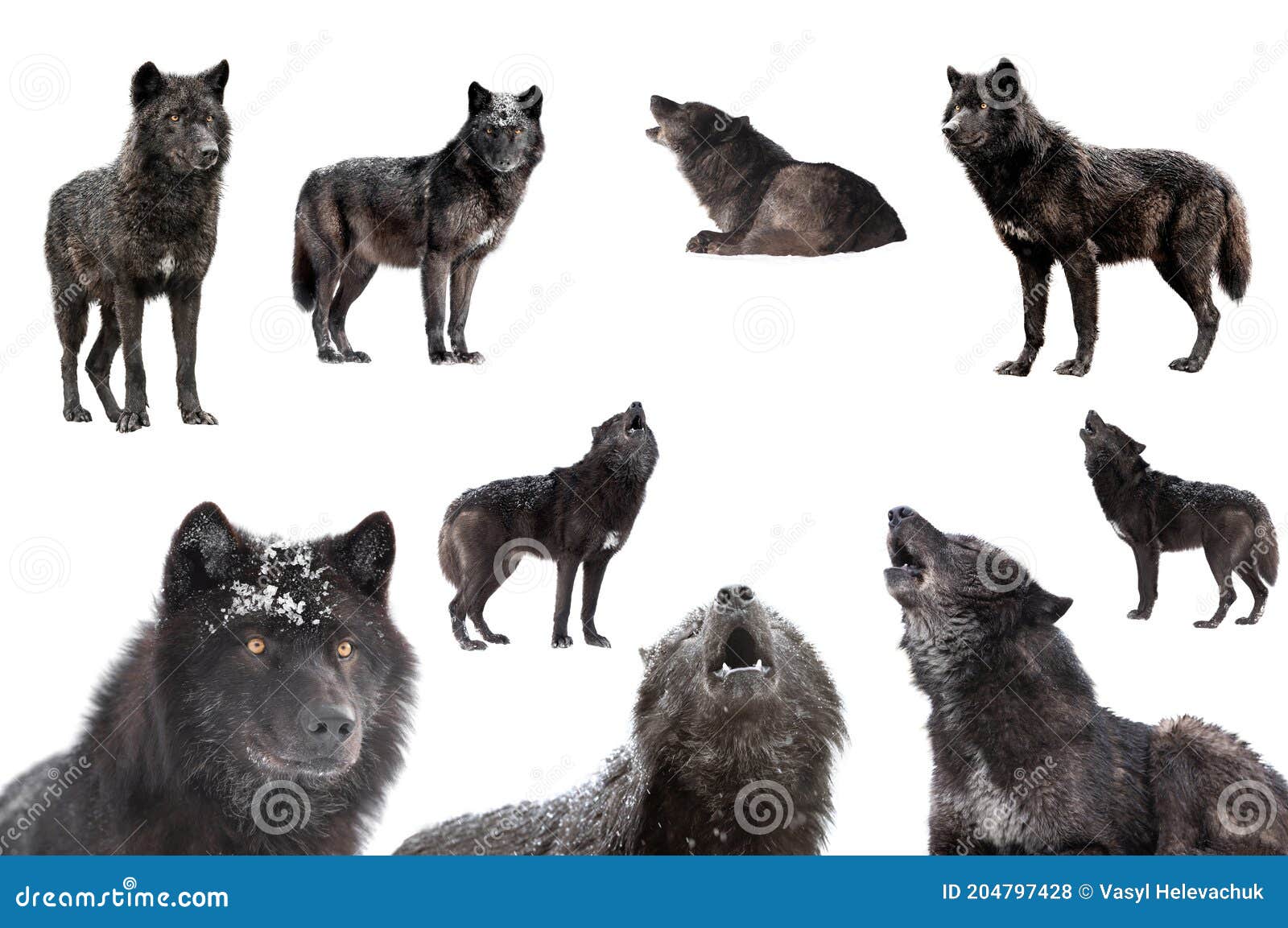 Collage of Wolves Winter Isolated on a White Stock Photo - Image of ...
