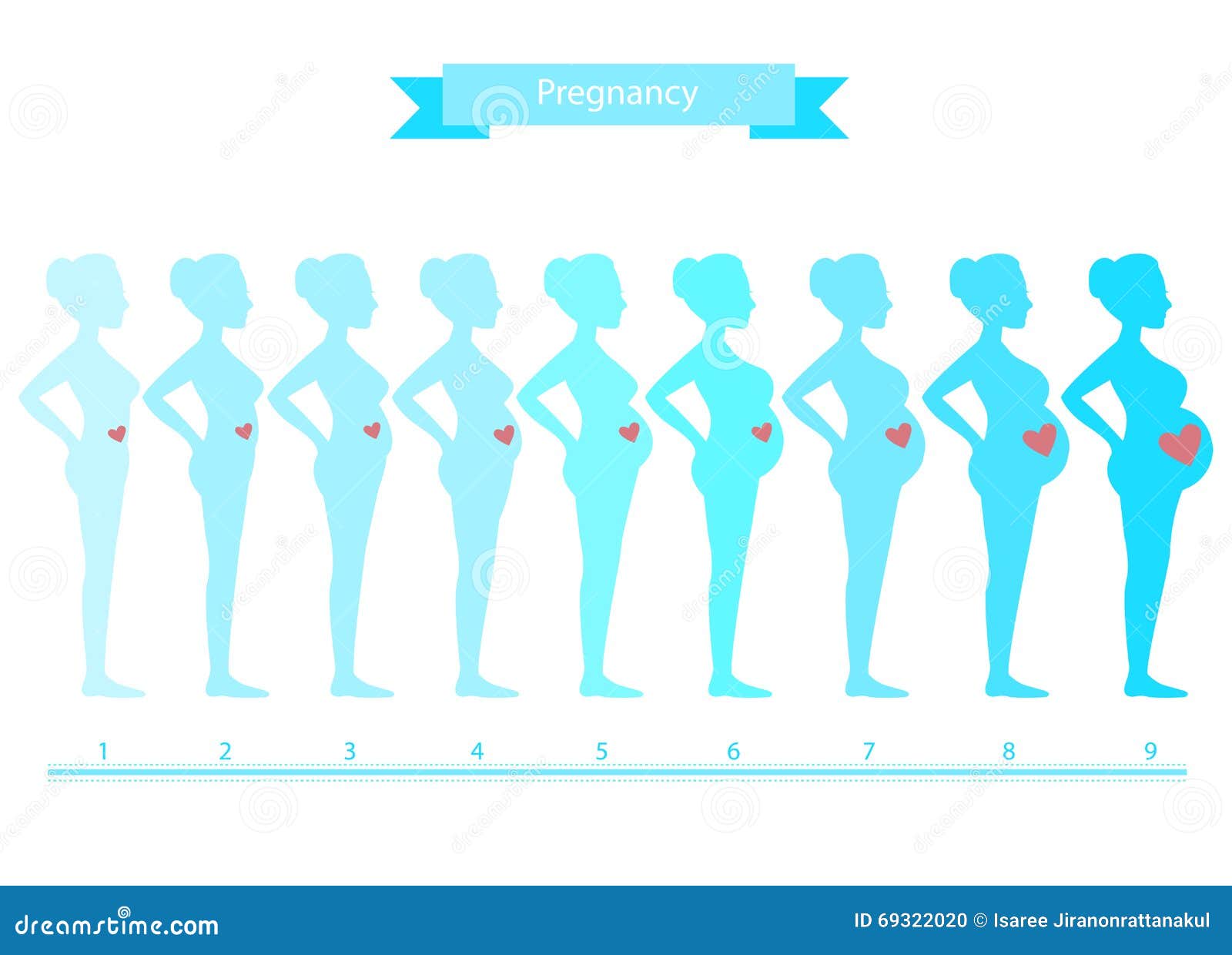 Collage of Woman in Pregnancy Stages Isolated on White , Illustrations ...