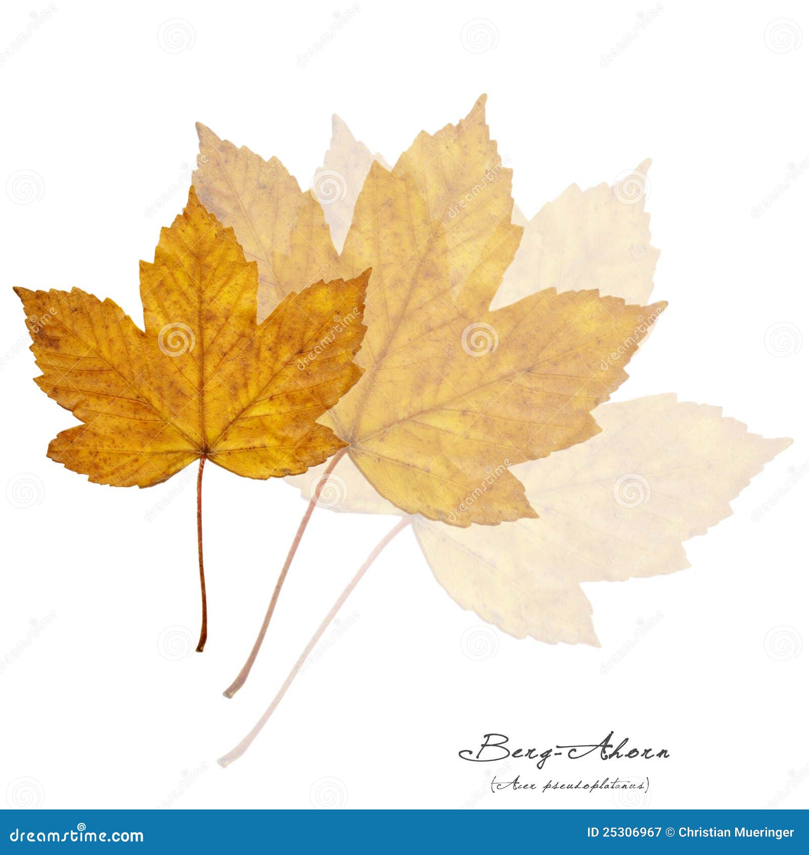 Acer Pseudoplatanus On A White Background.Botanical Illustration ...