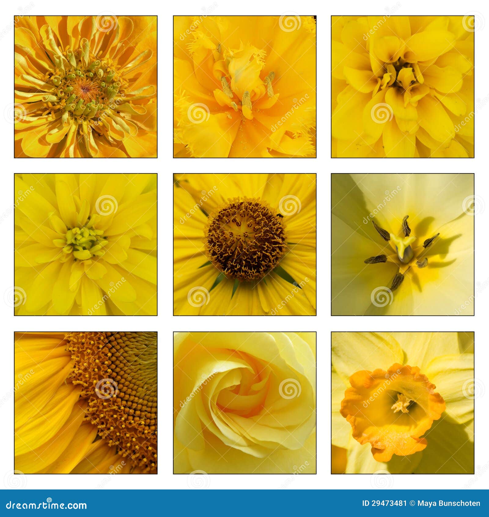 Collage of yellow flowers stock image. Image of daffodil - 29473481